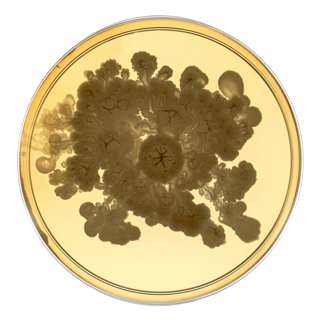 7 Mind-Blowing Images of Microbes • Seed