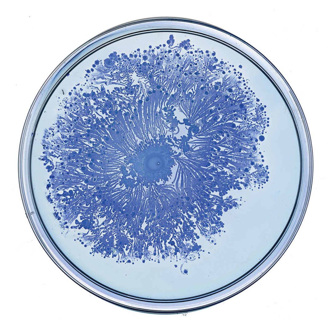 7 Mind-Blowing Images of Microbes • Seed